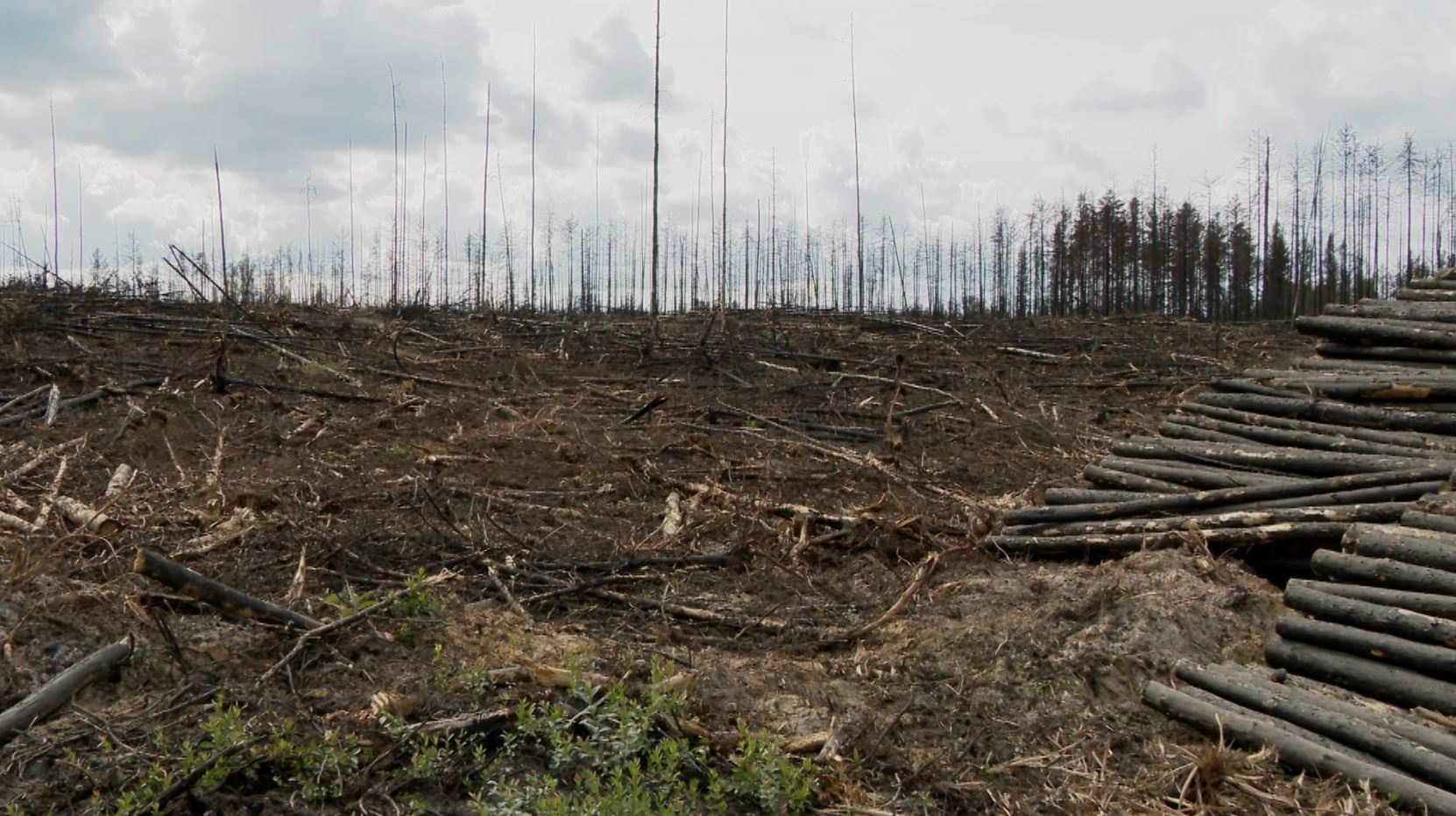 Normétal : Immersion sur le chantier de récolte du feu 281 - Noovo ...